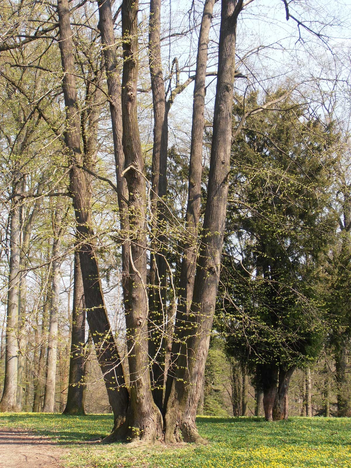 Six-Trunk Lime Tree (protected tree) Renovation of the Historical Park ...