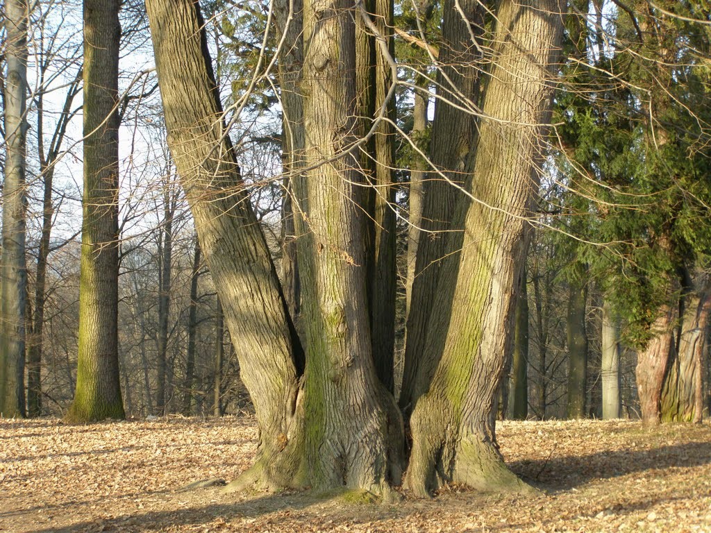 Six-Trunk Lime Tree (protected tree) Renovation of the Historical Park ...